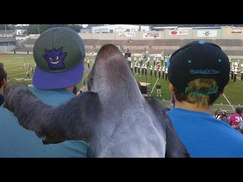 Remembering Harambe: One Year Anniversary (SONG) - YouTube