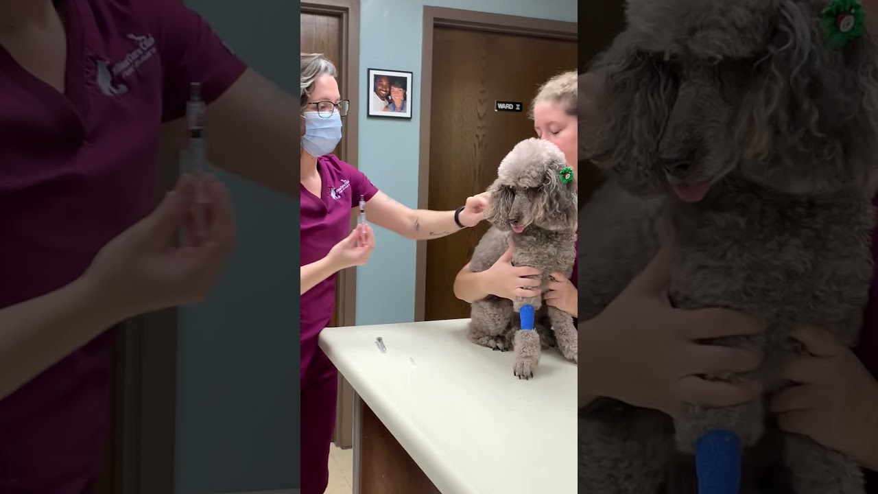 Giving a Subcutaneous Injection to a Dog - YouTube