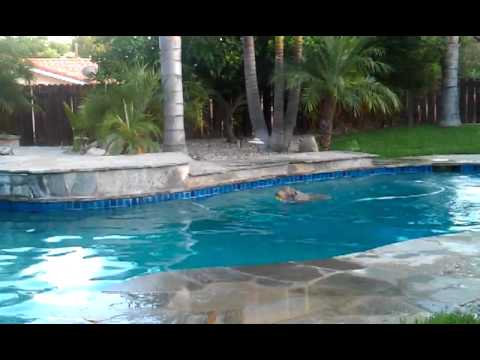 Wiki Swimming - YouTube