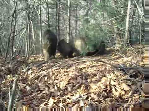 Korea boar hunt 2 - YouTube