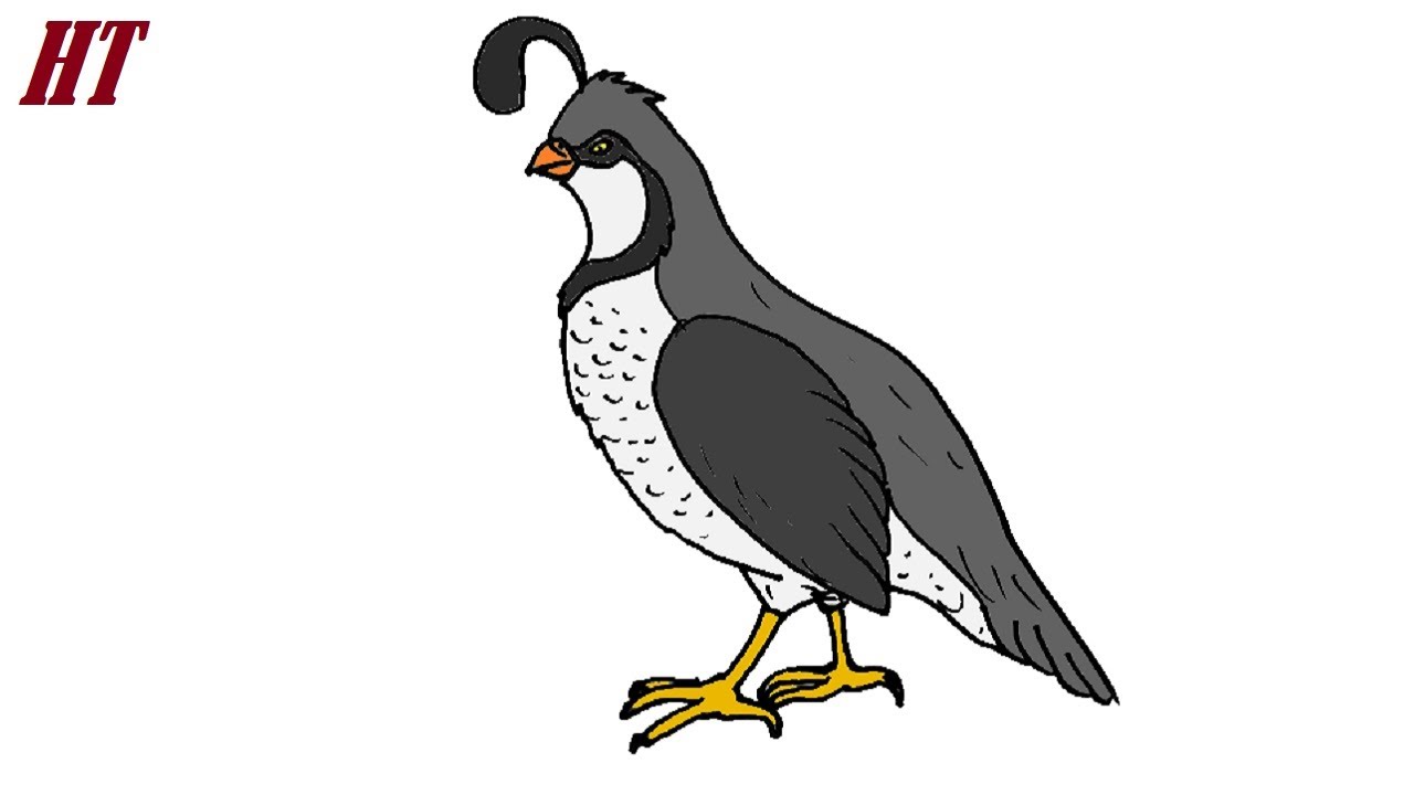 How to Draw a Quail - YouTube