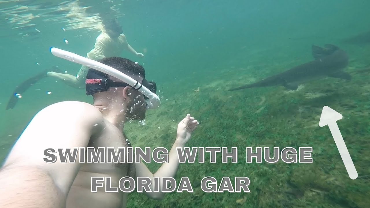 SWIMMING WITH FLORIDA GAR- Blue Springs State Park - YouTube