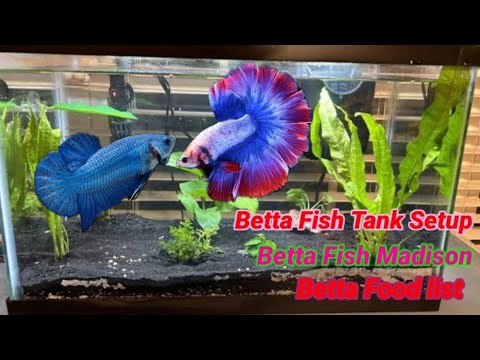How To Make The Best Betta Fish Tank Setup || Betta Fish Breeding Setup ...