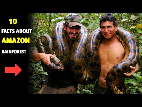 Top 10 interesting Fact about the Amazon Forest | Secrets Facts about Amazon forest - YouTube