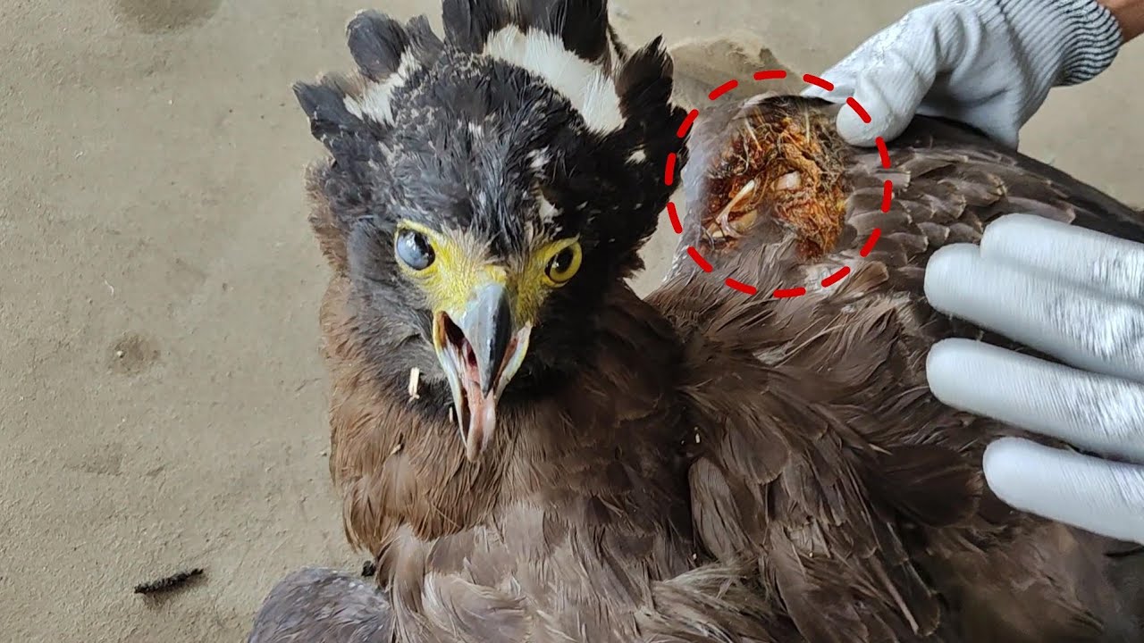 Rescuing the Eagle's with Broken Left Wing | орел был ранен - YouTube