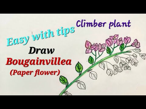 Bougainvillea drawing easy#Climber plant drawing for EVS, Paper flowers ...