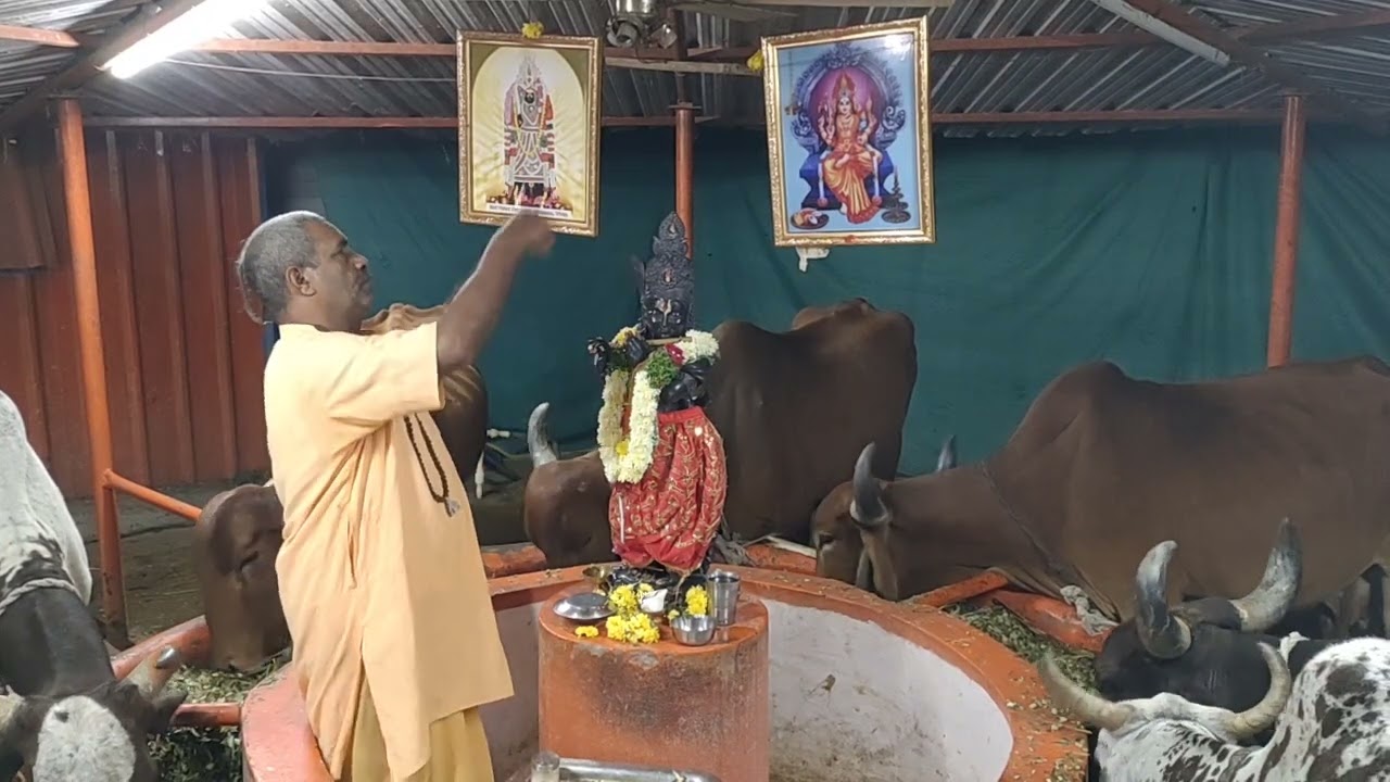 [20 Nov 2022] Pooja at Sapta Gow Mandir in Kamadhenu Gowshala - YouTube