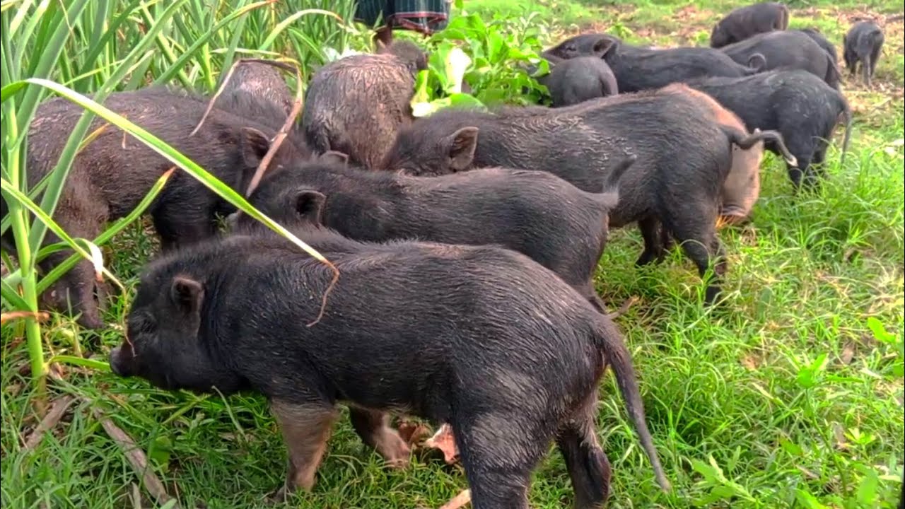 Mati pigs sukor farm in bangladeshi🍀 - YouTube