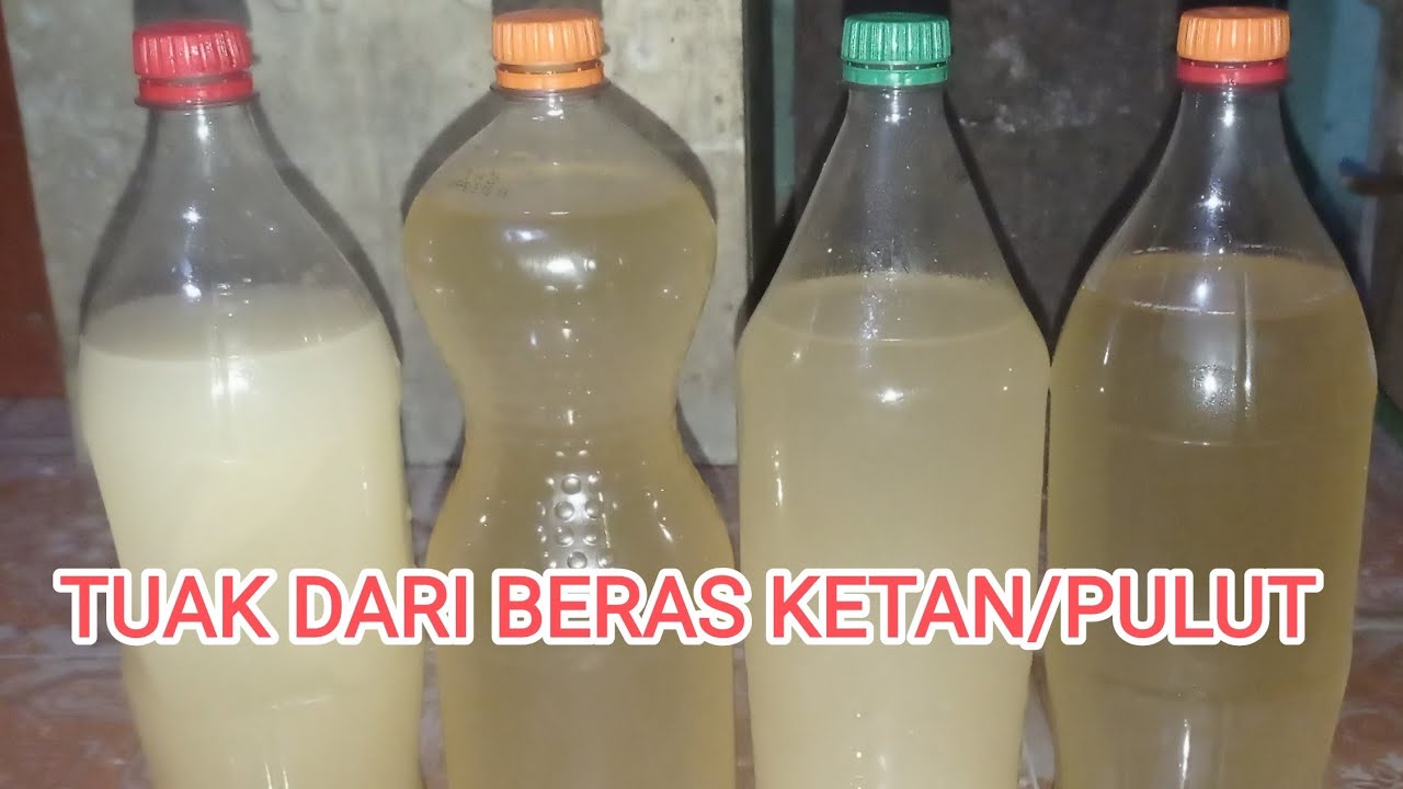 PROSES PEMBUATAN TUAK, DARI BERAS KETAN/PULUT - YouTube
