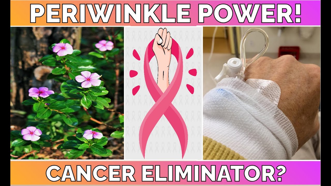 Periwinkle Power: Surprising Health Benefits & Everyday Uses! - YouTube