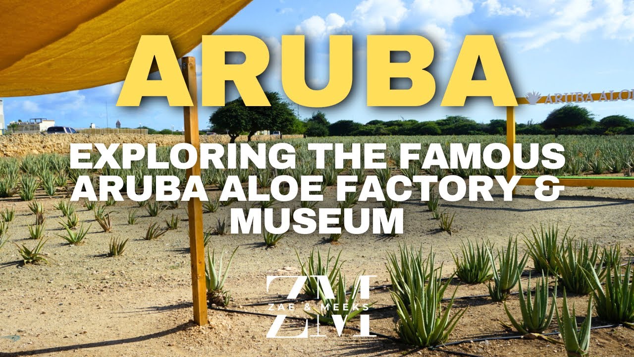 ARUBA: Exploring the Famous Aruba ALOE VERA Factory and Museum - YouTube