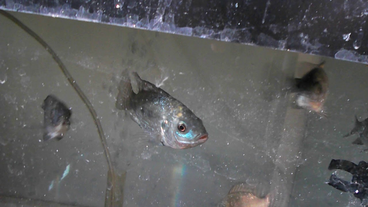 Tilapia Fingerling Hatchery Report For February 25th - YouTube