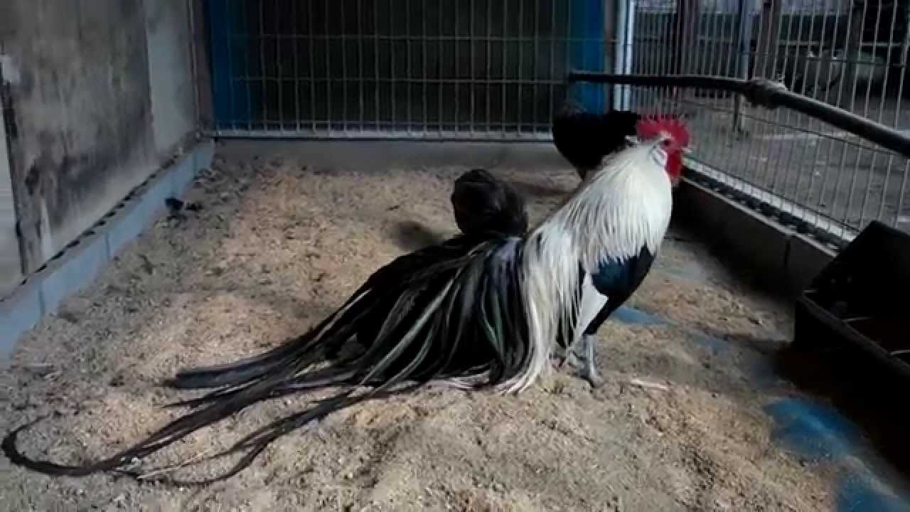 silver duckwing phoenix bantam - YouTube