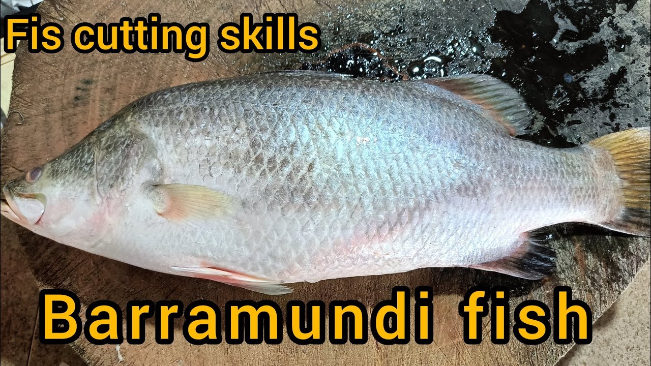 Best fish cutting skills in Kerala# barramundi # kalanji# plz_subscribe ...