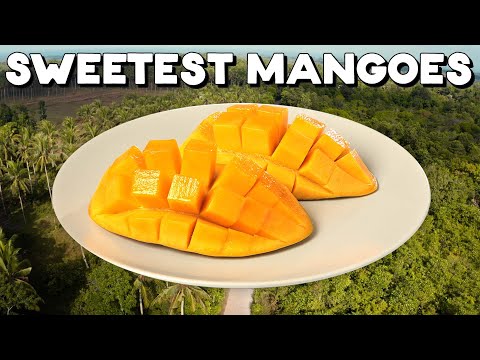 The Sweetest Mangoes In the World