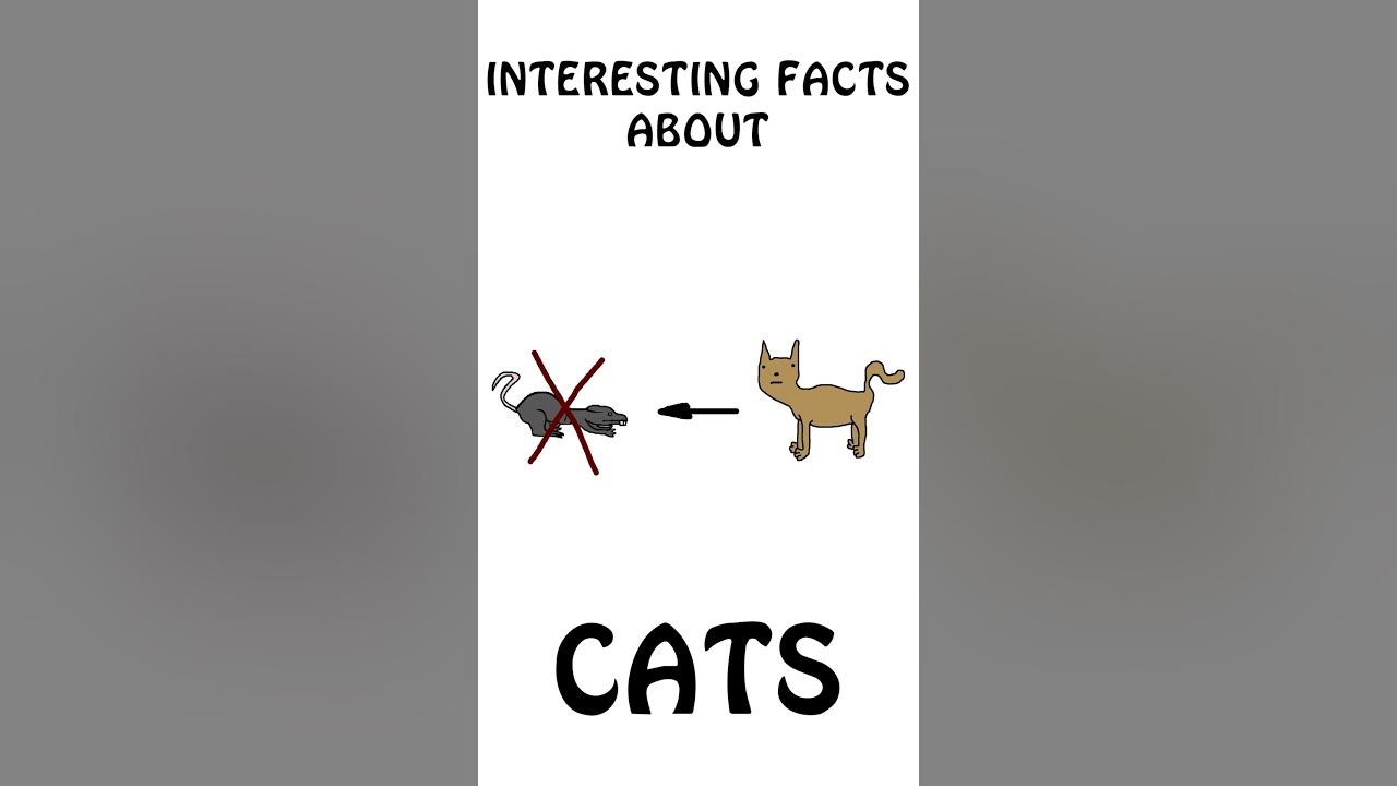Interesting Facts About CATS animals cats doyouknow shorts YouTube interesting-facts-about-cats-animals-cats-doyouknow-shorts-youtube