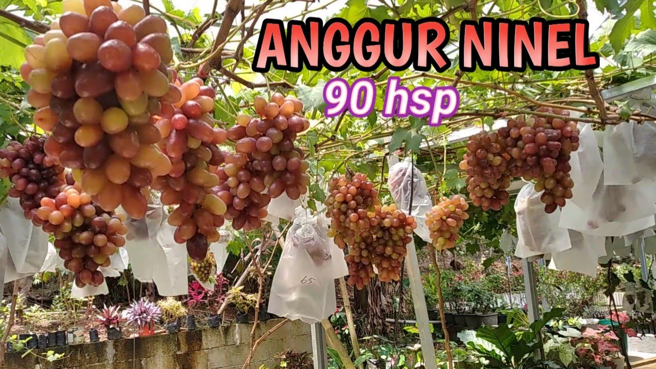 Anggur ninel 90 hsp - YouTube