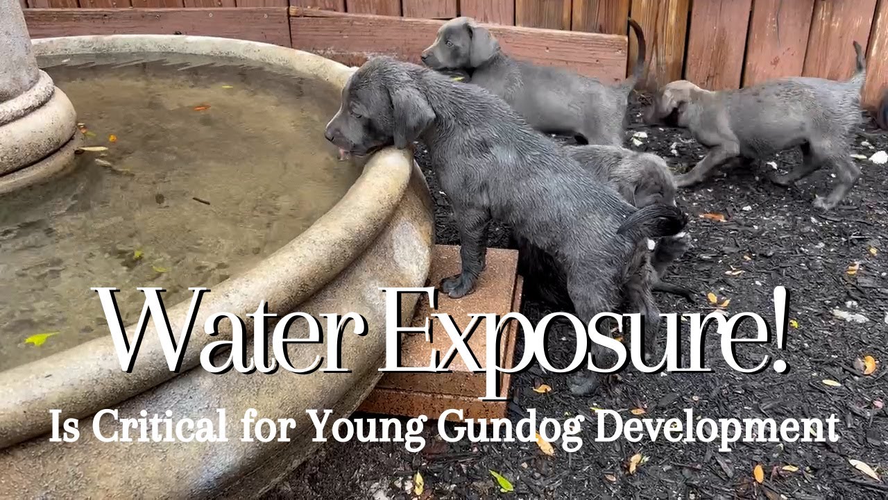 Puppy Exposure to Water Is Critical for Young Gundog Development - YouTube