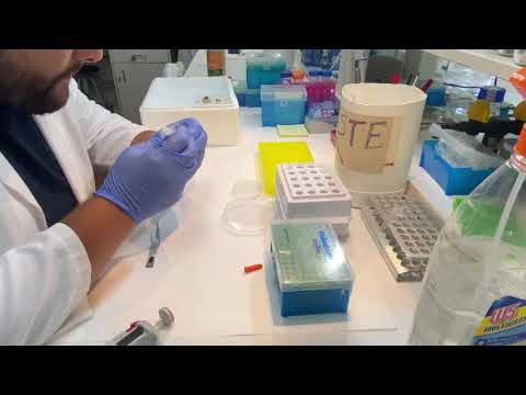 Haemolymph extraction - YouTube