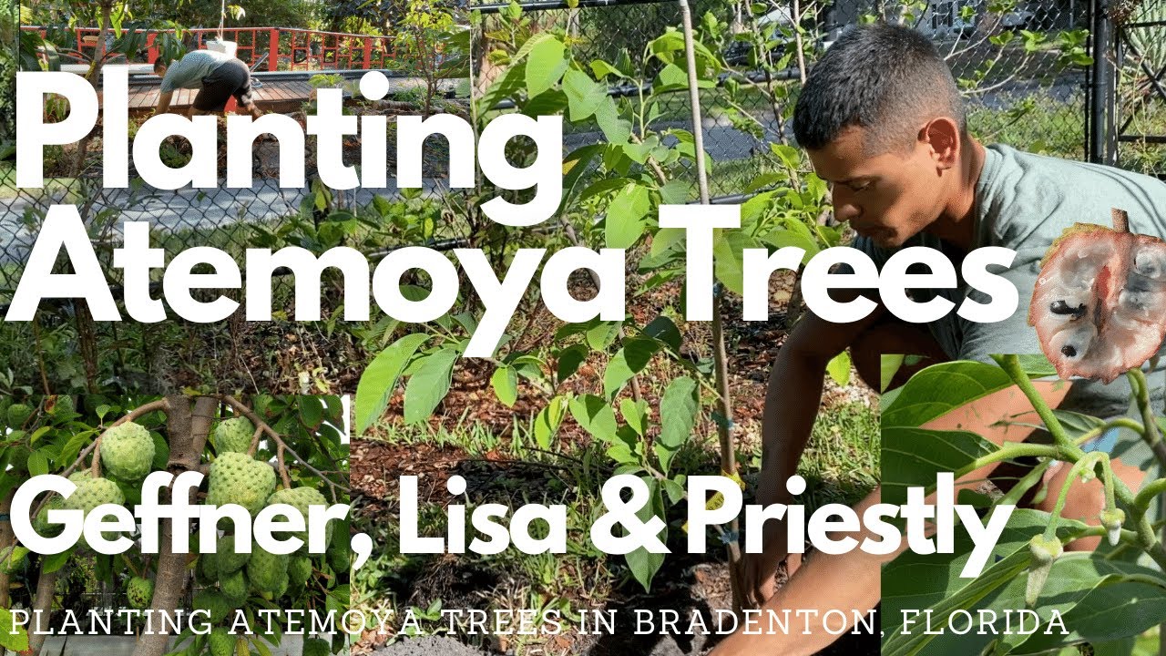 Atemoya Tree