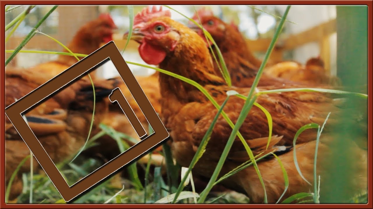 The MOST Efficient Chicken SETUP - Pastured Poultry - YouTube