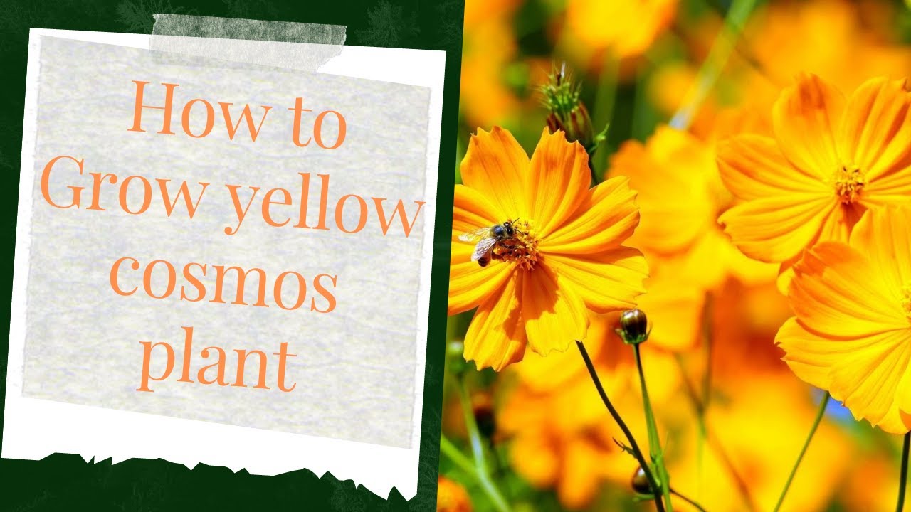 How to Grow yellow cosmos plant |BIOLOGY|BIODIVERSITY|BOTANY| - YouTube
