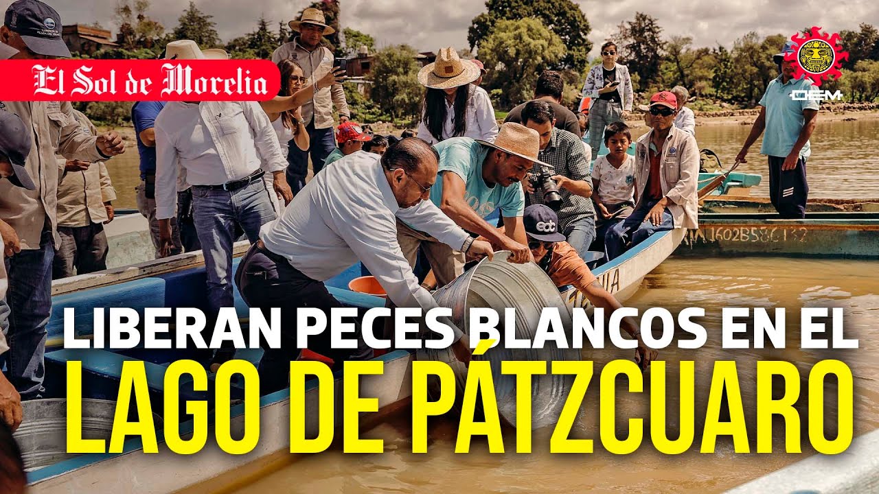 Liberan 10 mil peces blancos en el Lago de Pátzcuaro - YouTube