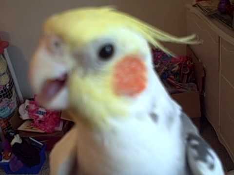 Cockatiel Tricks with Speckles! - YouTube