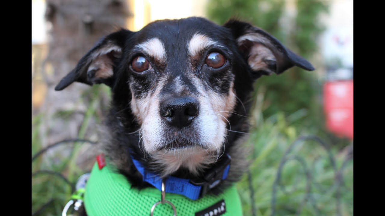 Short Stack, a male Beagle mix at Muttville - YouTube