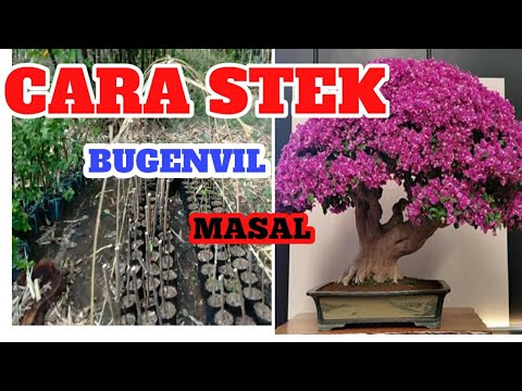 cara stek batang bougenville/stek batang bunga kertas - YouTube