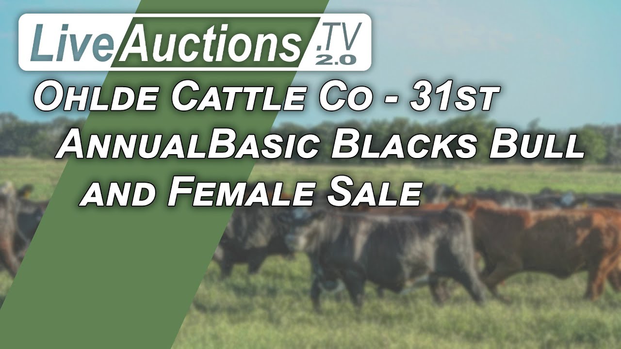 Ohlde Cattle Co - 31st AnnualBasic Blacks Bull and Female Sale - YouTube