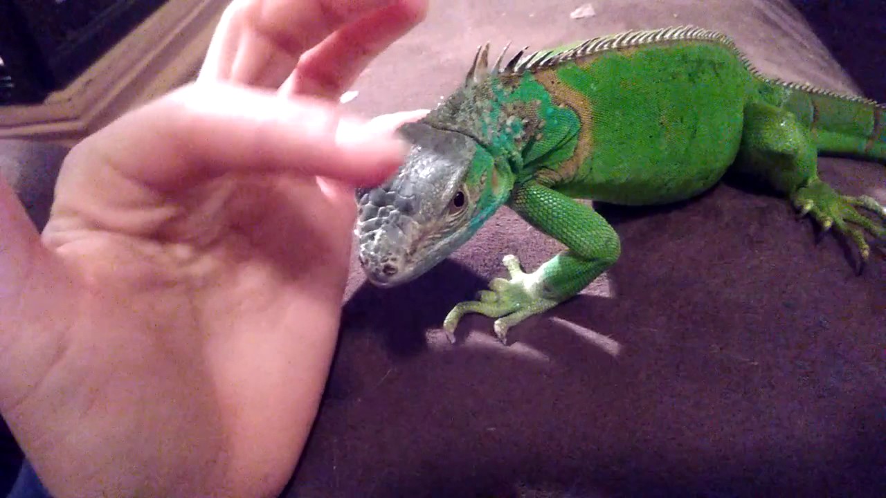 Baby Iguana - YouTube