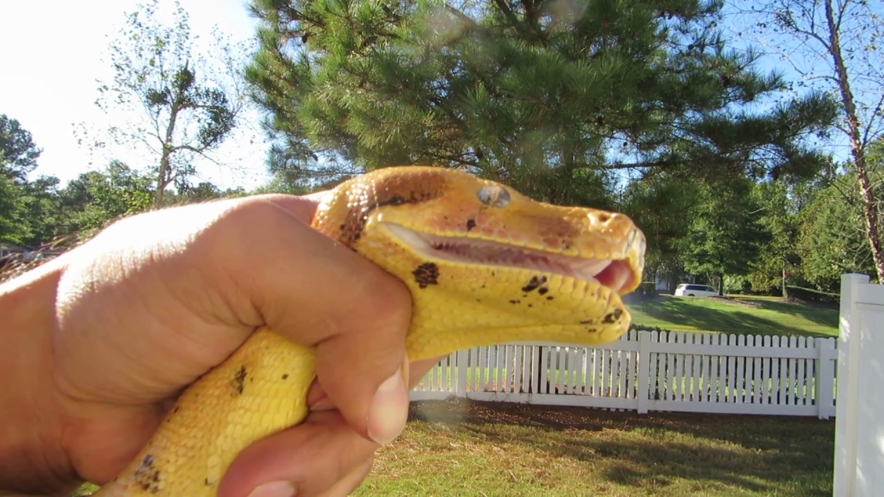 Opening the mouth of a huge boa constrictor snakes| Handling a big ...