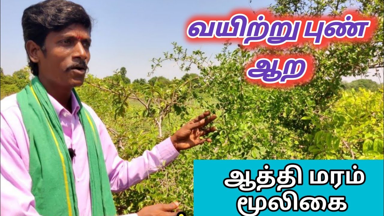 வயிற்று புண் ஆற ஆத்தி மரம் மூலிகை | health benefits of aathi tree | pun ...