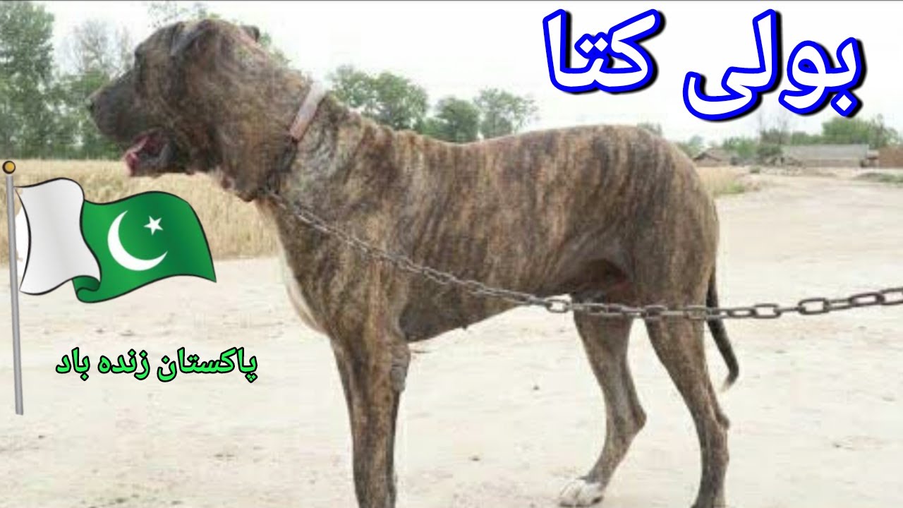 Dangerous Bully Dog In Pakistan Border Village Life Bully Kutta - YouTube