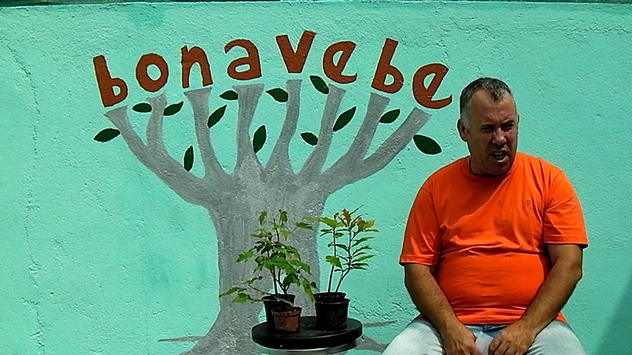 Plantones de arce plateado y roble escarlata verano 2017 - YouTube