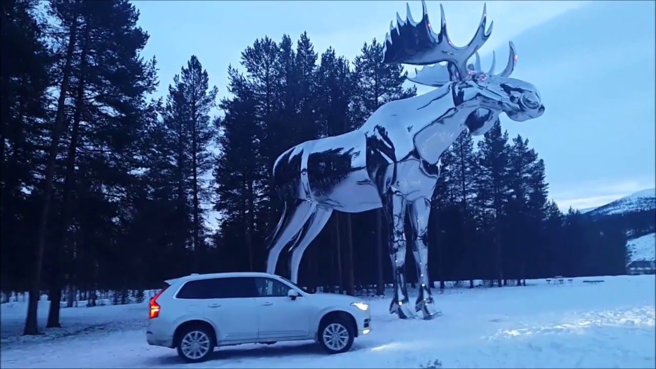 Huge Moose Car