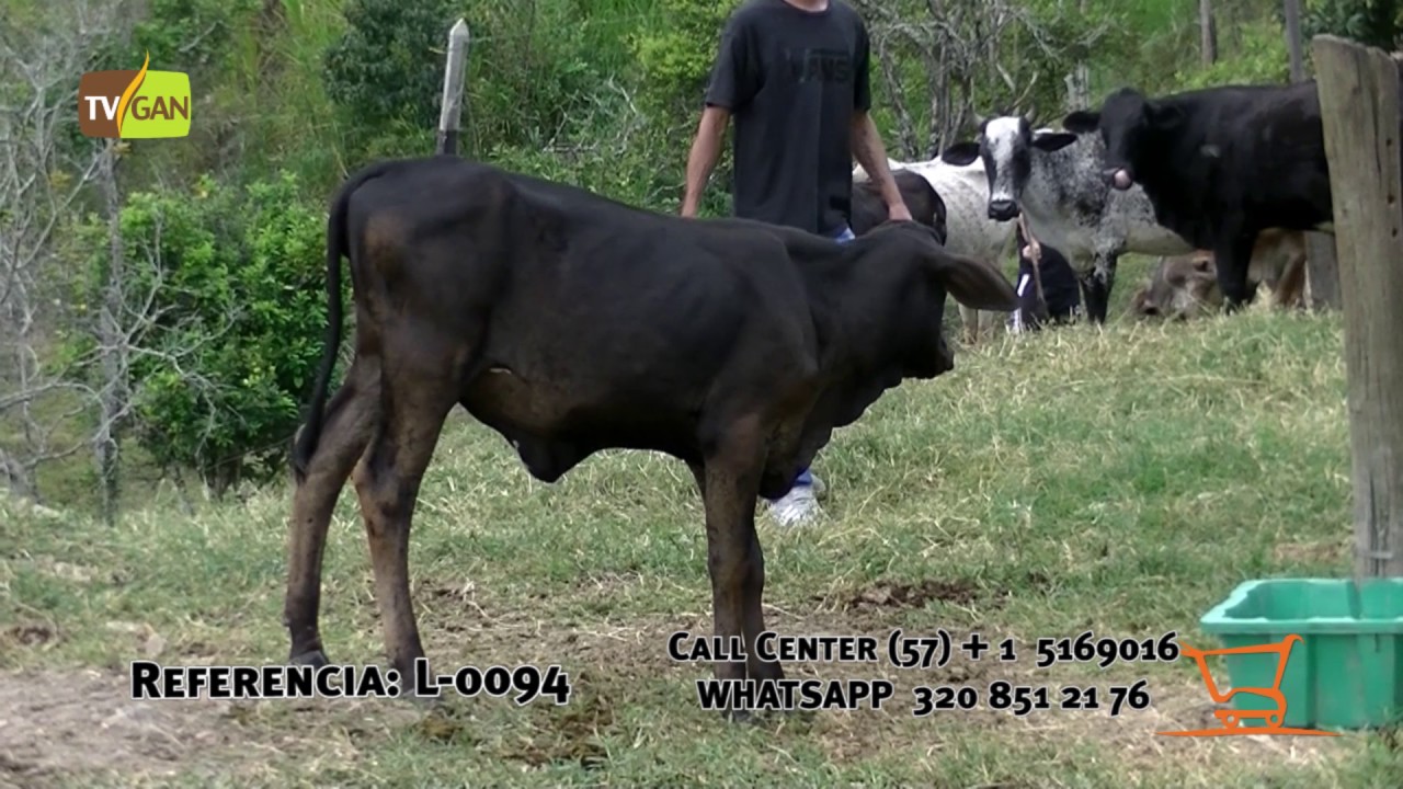 2017: VACA PARIDA APTA PARA LA REPRODUCCIÓN, MEDELLÍN, ANTIOQUIA, L ...