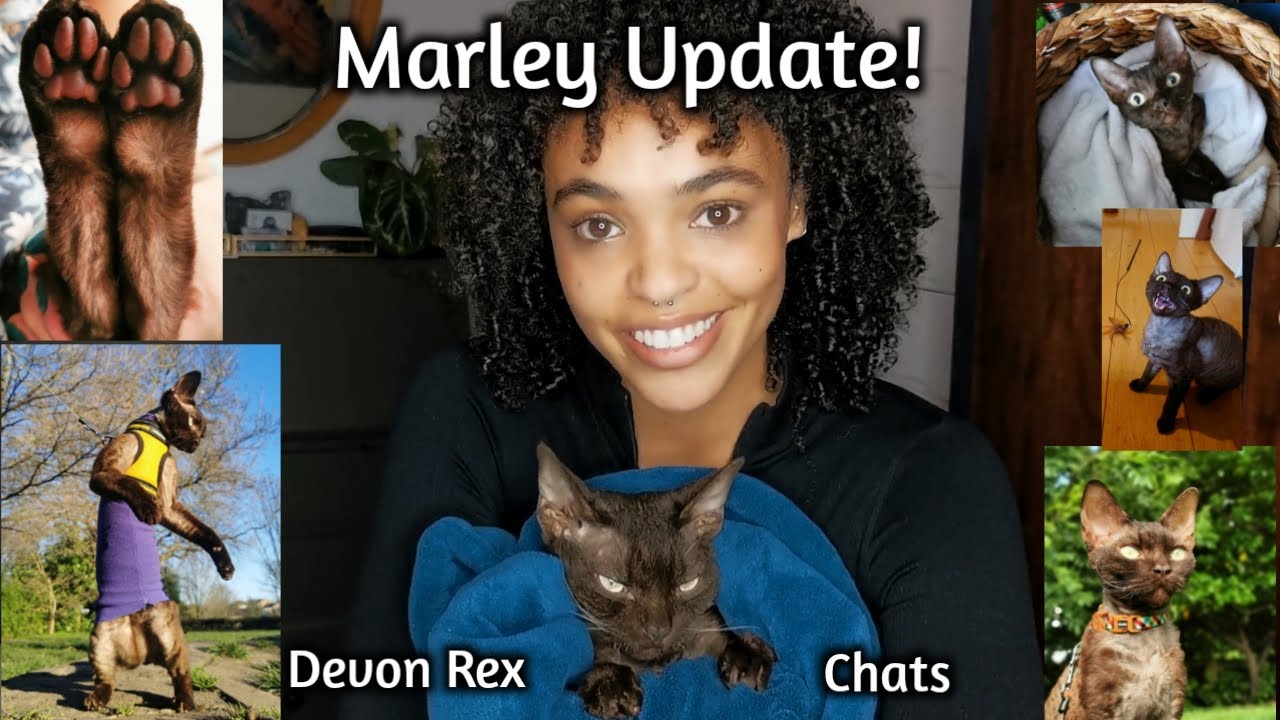 My Beautiful Devon Rex Cat | Update! - YouTube
