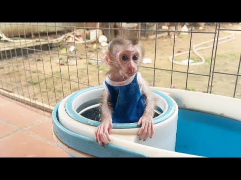 Adorable Bubu Sit So Calm In Pot To His Mom Feed Snack - YouTube