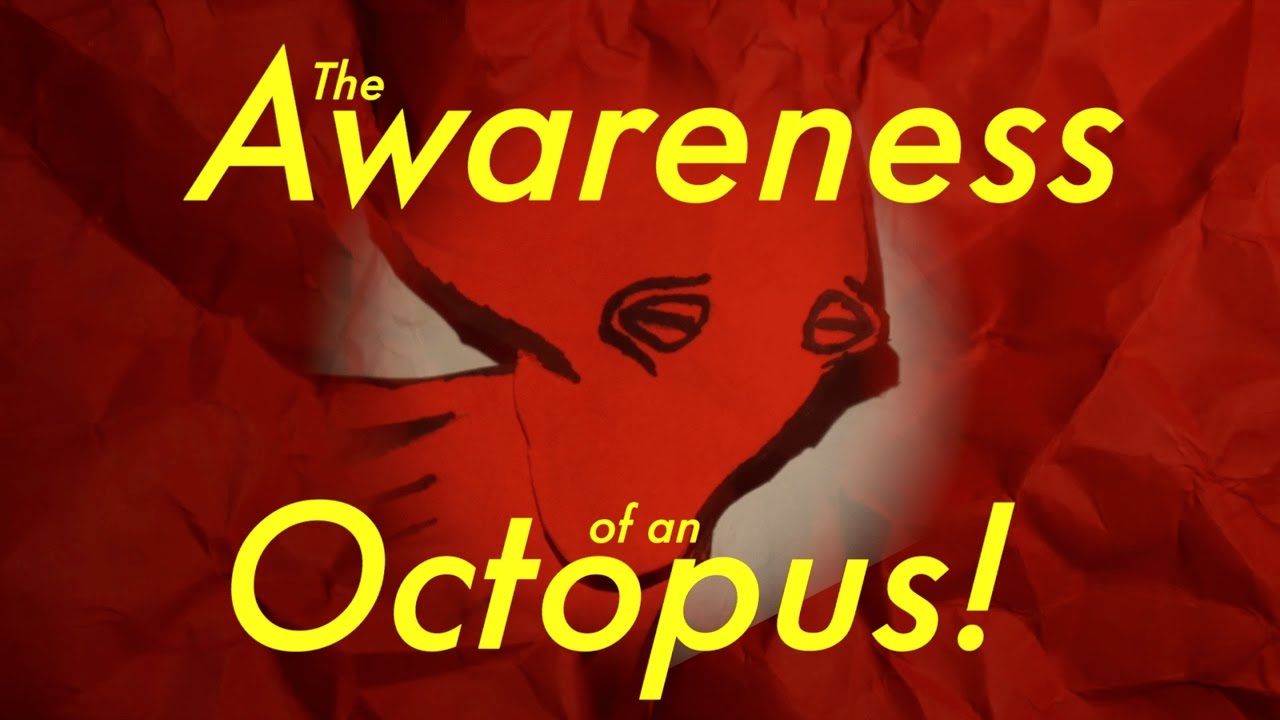 The Awareness of an Octopus - YouTube