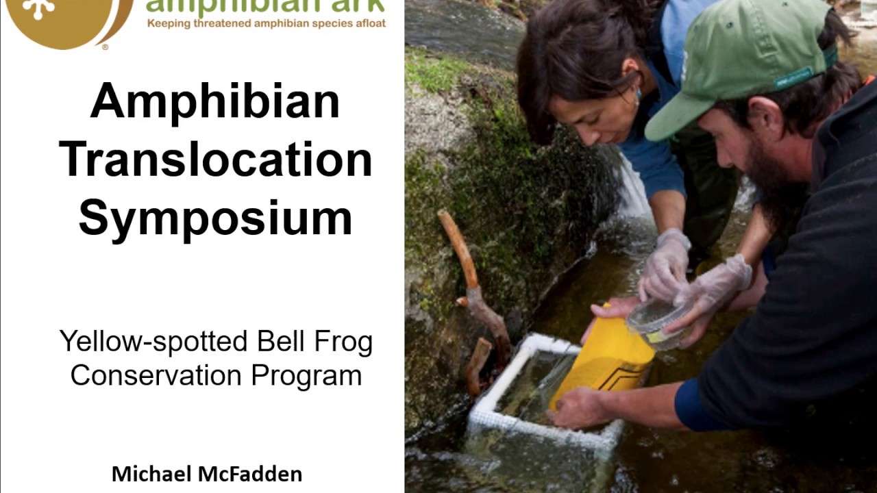 Yellow-spotted Bell Frog conservation program - YouTube