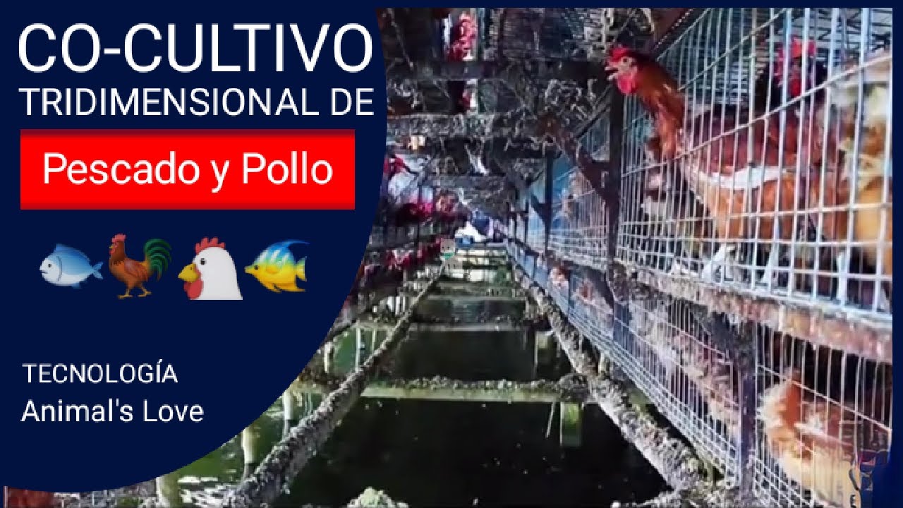 NO CREERAS QUE LOS PECES DEL MERCADO COMEN CACA DE POLLO | Documentales ...