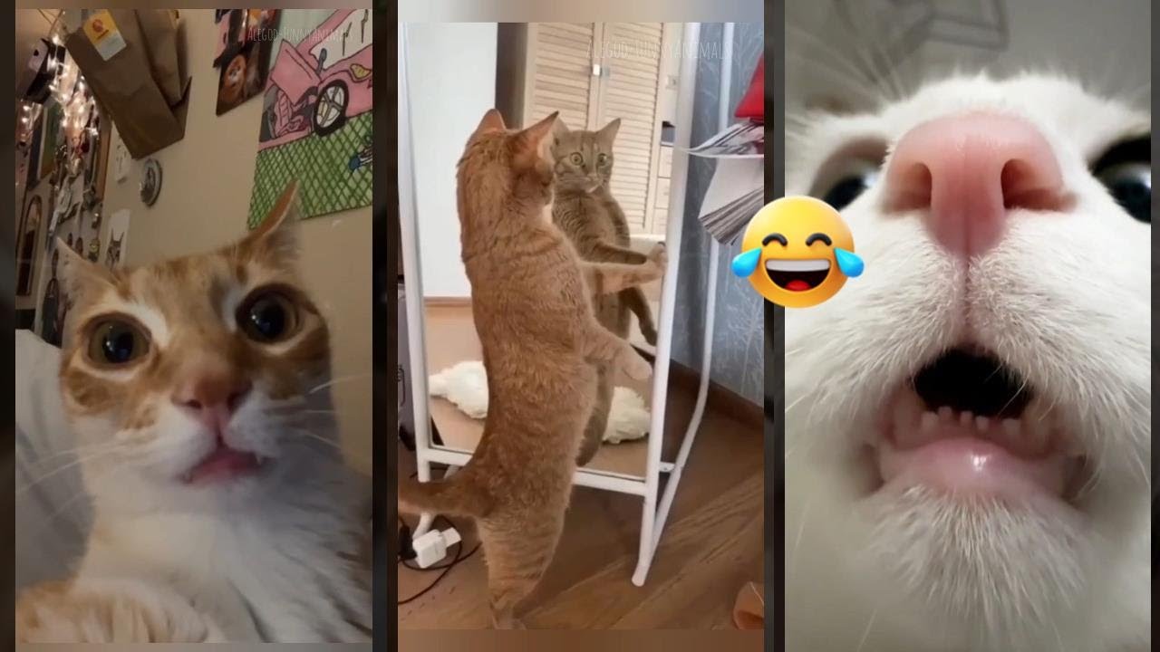 Funniest Cat ️ funny cats talking 😹 #worldofanimals #7400 - YouTube