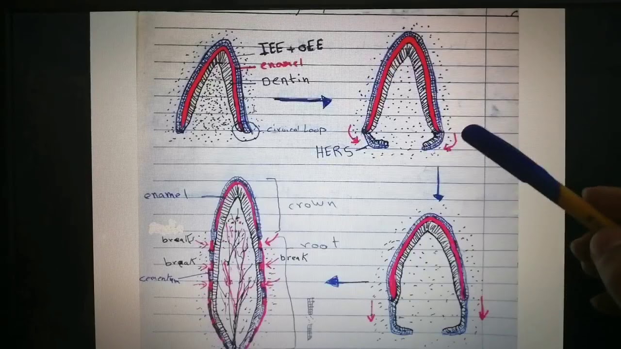 Oral Histology Lucture 7(root formation and cementum) - YouTube