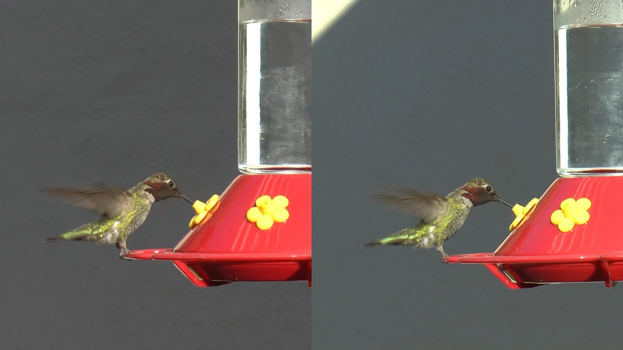 SBS 3D Humming Birds, 3D Bird Poop - YouTube