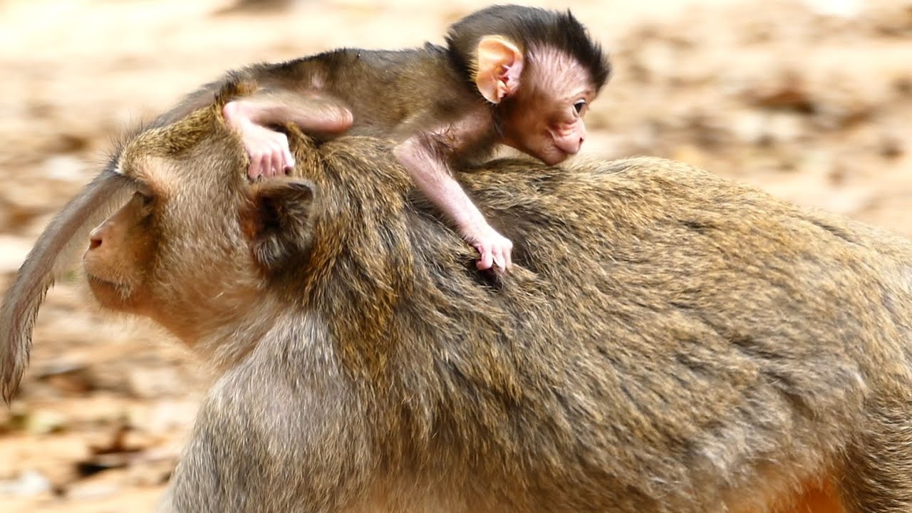 Mommy Angel Release BB Monkey Aria On Her Back With Old Style. BB ...