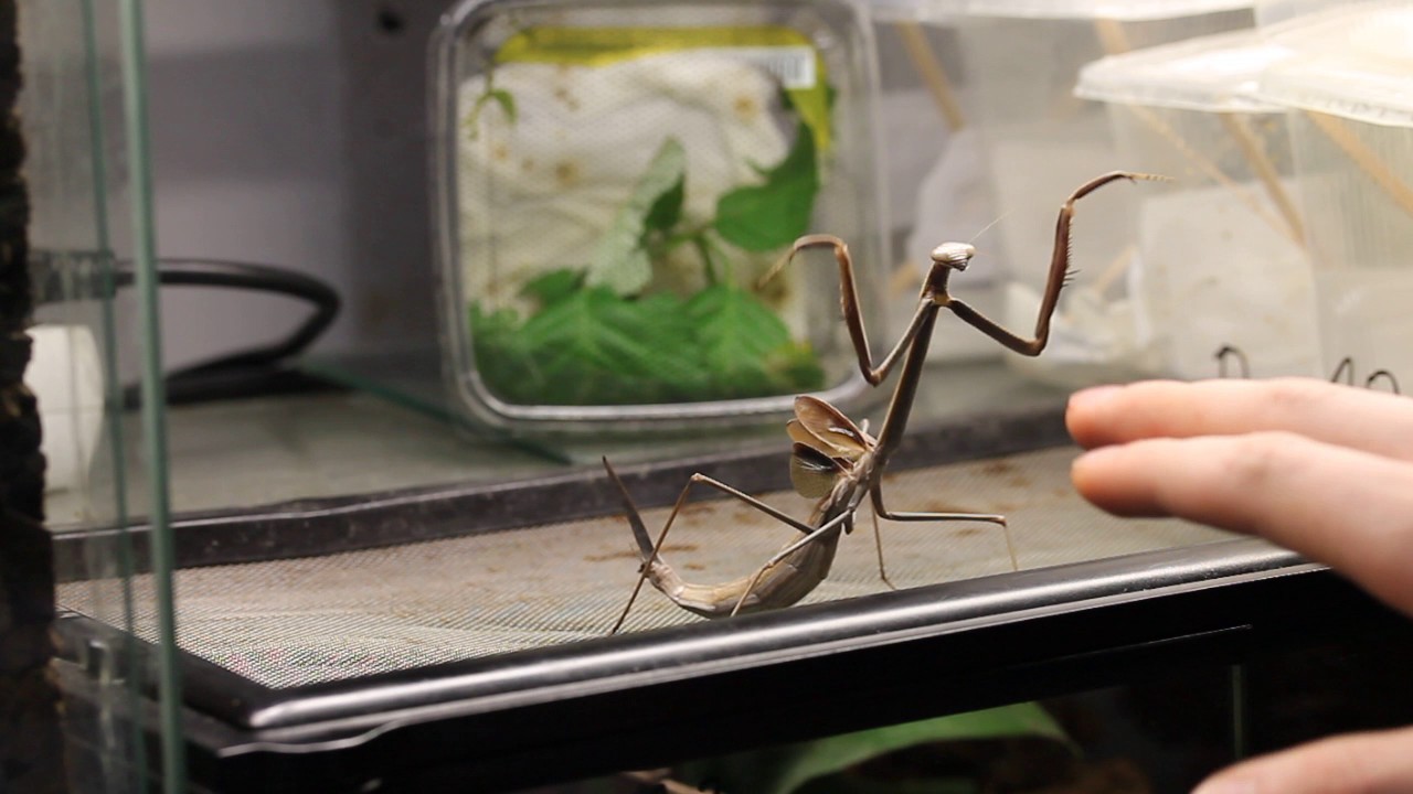 Angry Mantis - YouTube