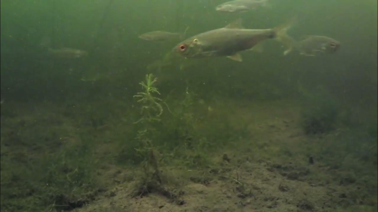 monty fish 1 - YouTube