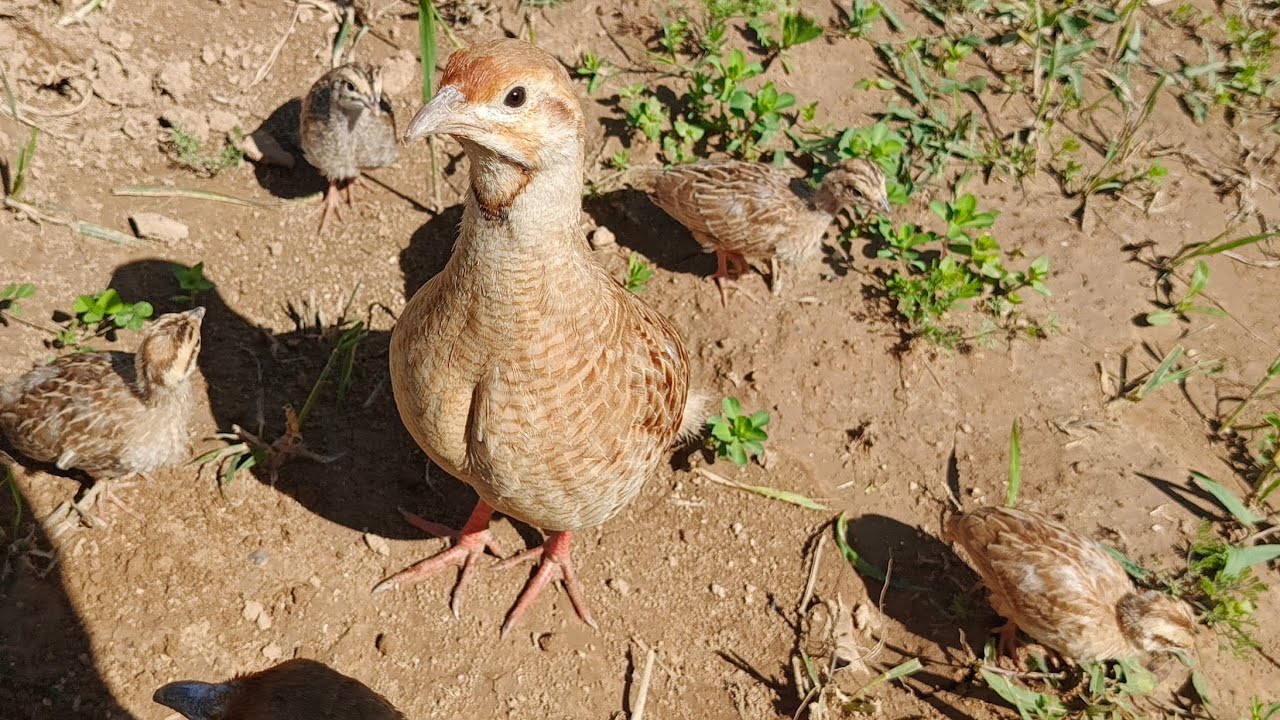 Partridge baby feeding | teetar Chicks feeding | grey francolin baby ...